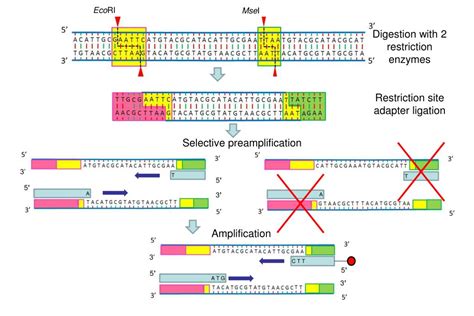 Ppt Dna Polymorphisms Powerpoint Presentation Free Download Id3240377 Ppt Dna Polymorphisms Powerpoint Presentation Free Download Id3240377