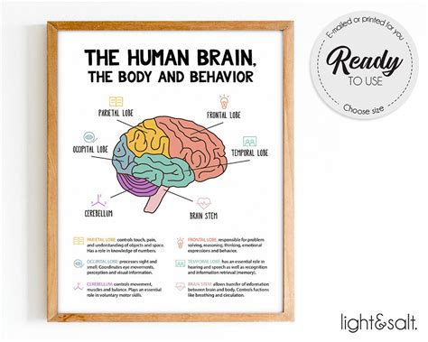 The Human Brain Poster Brain Anatomy And Psychology Mental Etsy