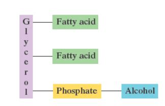 Ch Lipids Membrane Lipids Flashcards Quizlet