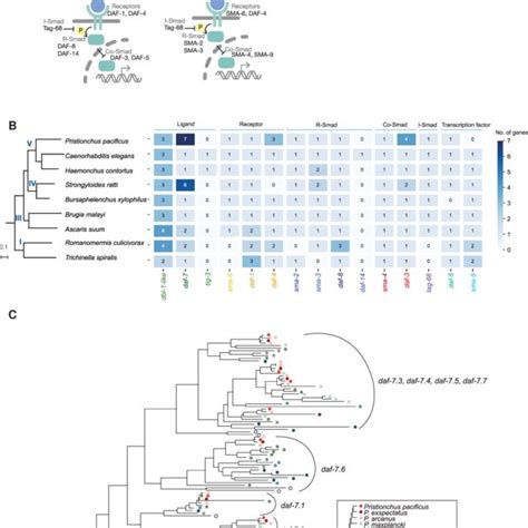 The Evolution Of The Tgf β Signaling Pathway In Nematodes A