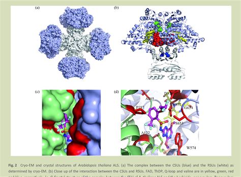 Figure 2 From Herbicides That Inhibit Acetolactate Synthase Semantic Scholar