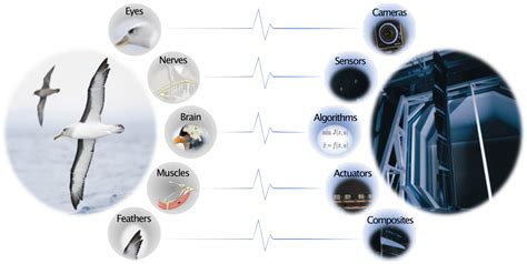 Flexible And Morphing Aircraft Control