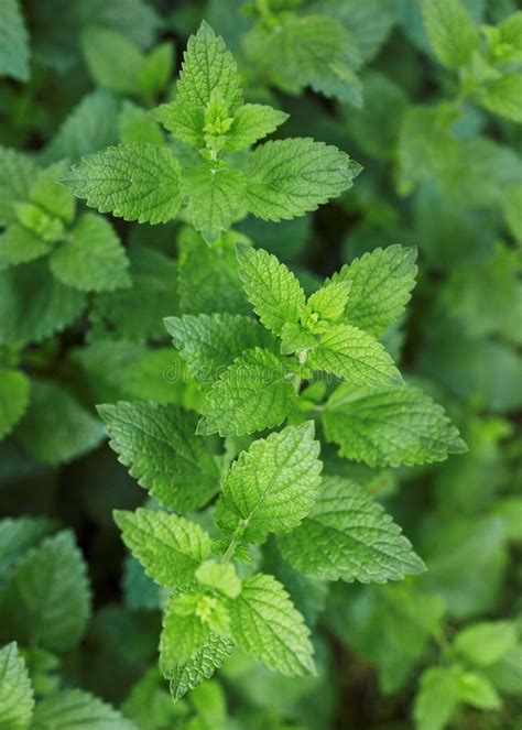 Lemon Balm Stock Image Image Of Closeup Flavor Food 95195265