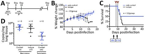 In Vivo Efficacy Of A Cocktail Of Human Mabs Specific For Andv