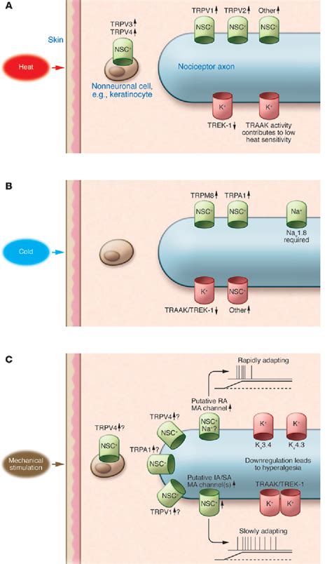 Nociceptors Semantic Scholar