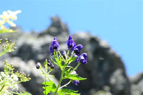 高山植物ハクサントリカブト いこまいけ高岡