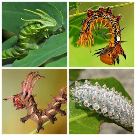 Загадки бабочек | Пикабу