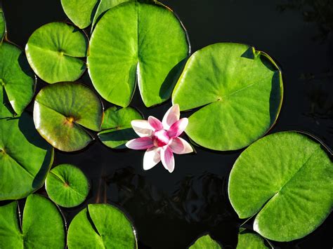 Lily Pad Plant Root Stock For Growing Great Aquatic