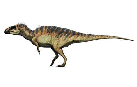 Acrocanthosaurus High Spined Dino Of The Early Cretaceous