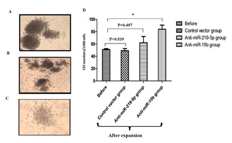Numbers Of Colony Forming Units In Different Groups After Days A Download Scientific