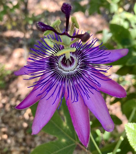 Growing And Choosing The Best Passion Flower Varieties For Your Garden