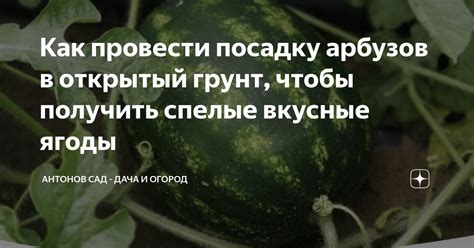 Как провести посадку арбузов в открытый грунт чтобы получить спелые вкусные ягоды Антонов сад