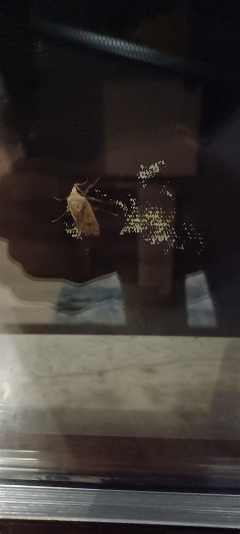 What S This Bug I Ain T Gon Open My Window Cause I See Those Eggs Like Dis Mf Putting Its