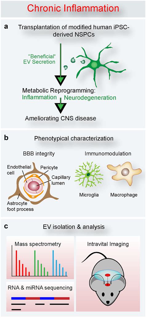 Potential Role For Id Proteins In Modulating NSPC Behavior Ameliorating