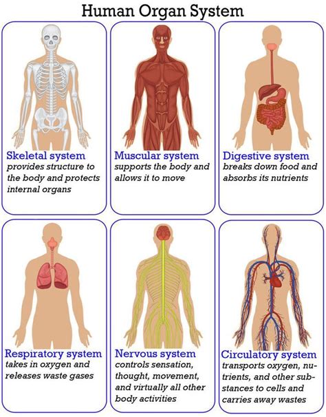 Human Body Systems Pdf List Of Systems Of The Human Body Altmersleben
