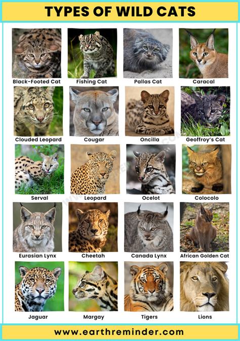 24 Different Types Of Wild Cats Earth Reminder