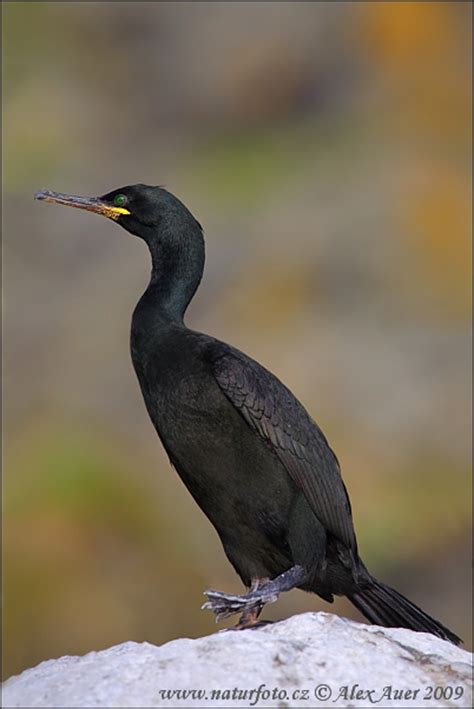 Shag Photos Shag Images Nature Wildlife Pictures NaturePhoto
