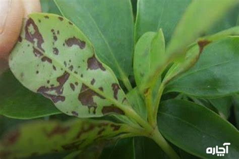 8 روش موثر درمان قهوه ای شدن برگ شفلرا مجله آچاره