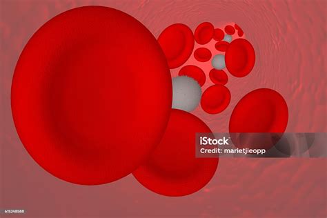 3d 일러스트레이션 동맥의 적혈구와 백혈구 3차원 형태에 대한 스톡 사진 및 기타 이미지 3차원 형태 건강관리와 의술 건강한 생활방식 Istock