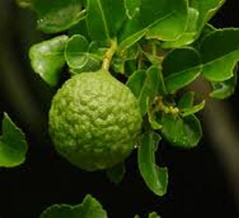 Combava Petitgrain Kaffir Lime