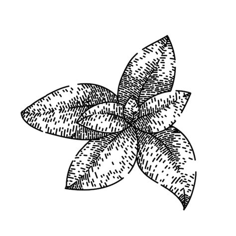 Premium Vector Herbal Thyme Leaf Hand Drawn Fresh Herb Aromatic