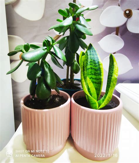 Шаазан ваартай хүчилтөрөгч үйлдвэрлэгч гоёхонууд тус бүр 85000₮ Мөнхрөө мөнгөний мод ☎️