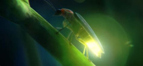 Realistic Firefly Insect Realistic Firefly Insect