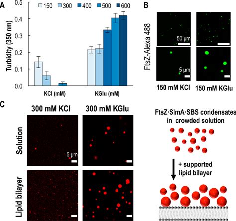 Formation Of Ftsz·slma·sbs Condensates In Potassium Glutamate Kglu