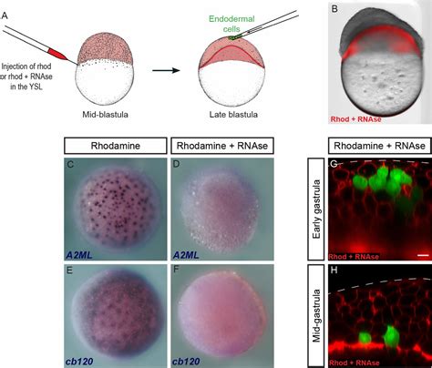 Endodermal Germ Layer Formation Through Active Actin Driven Migration Triggered By N Cadherin Pnas