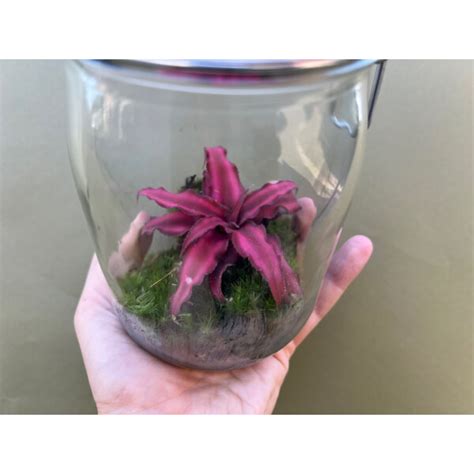 Mini Bottle Garden Ecosystem 14 90