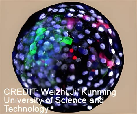 First Human Monkey Embryo Developed