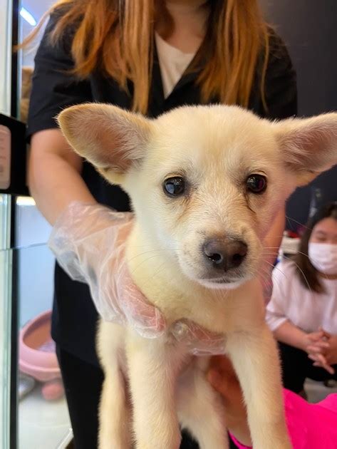 평택강아지무료분양 비전동강아지무료분양 평택믹스견무료분양 비전동믹스견무료분양 평택 2021 0020 믹스견 앙이 책임분양 강아지무료분양 고양이무료분양 도그마루 보호소