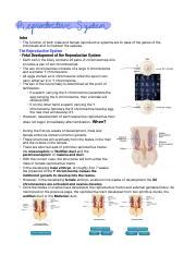 Module Reproductive System Pdf Reproductive System Intro The Function Of Both Male And