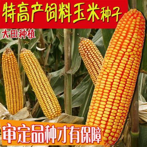 杂交玉米种子高产大田玉米种籽农业春季夏季种植饲料郑单958种孑 虎窝淘