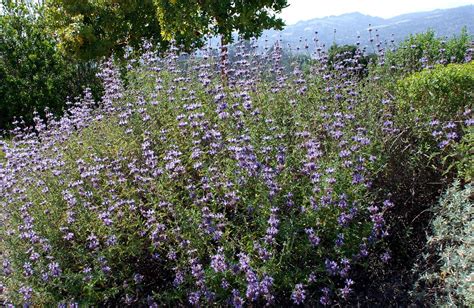 Salvia Clevelandii Cleveland Sage A Photo On Flickriver