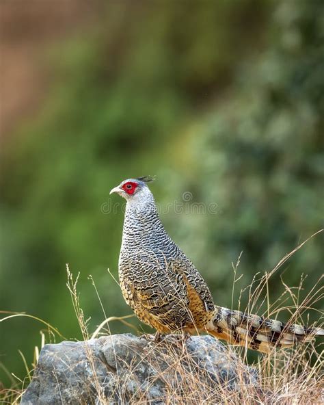 Cheer Pheasant Or Catreus Wallichii Or Wallich S Pheasant Bird Portrait