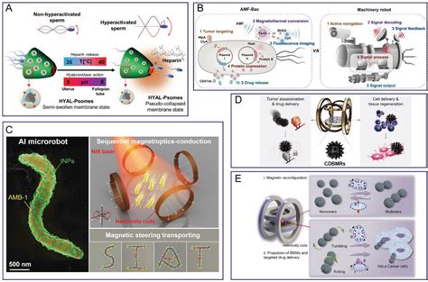 Application Examples Of Other Types Of Cell‐based Micronano‐robots A Download Scientific Application Examples Of Other Types Of Cell‐based Micronano‐robots A Download Scientific