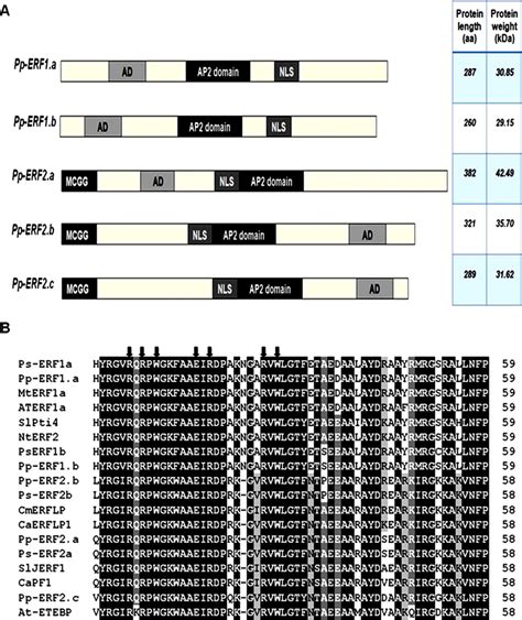 Structure Of Pp ERF Proteins And Comparison Of AP ERF Domain Download Scientific Diagram