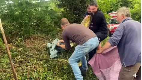 Enormous 14 Foot Python Slithers Round Holiday Park After Escaping