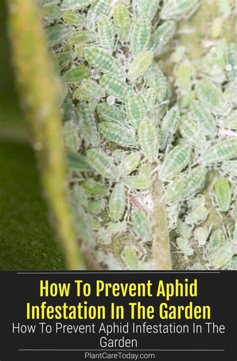 How To Prevent Aphid Infestation In The Garden Artofit