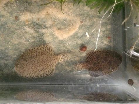 Trinectes Maculatus Hogchokers