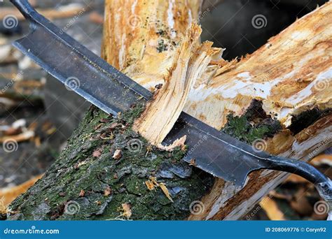 Peeling Bark From A Plum Tree Trunk Bark Work Tool Detail Stock Photo Image Of Outdoor Wood