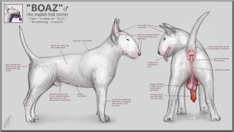 Rule 34 All Fours Anal Piercing Animal Genitalia Anus Balls Bull