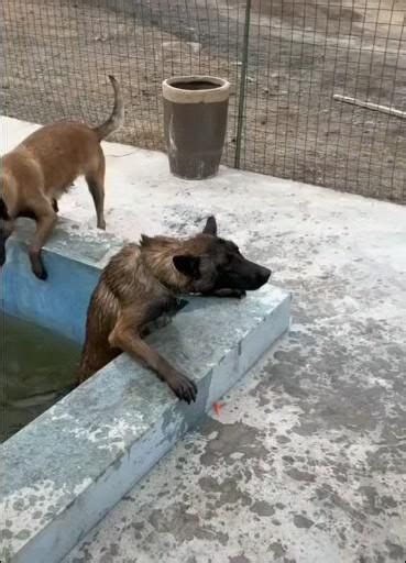 Pin by Goroku on おとずれ2 [Video] | Scary dogs, Animals amazing, Funny ...