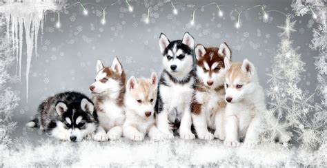 🔥 40 Christmas Husky Wallpapers Wallpapersafari