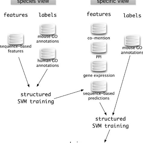 The Chain Classifier Approach Predictions From The Cross Species View Download Scientific