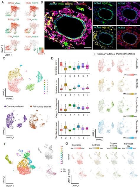 Figure 5 From Single Cell Transcriptomics Reveals Skewed Cellular Communication And Phenotypic