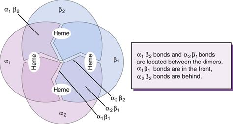Hemoglobin Metabolism Oncohema Key