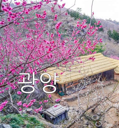 광양 매화축제 광양매화마을 광양여행 3월 8일 개화상황 네이버 블로그