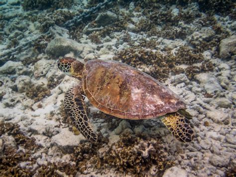 Green Turtle Wicktech Blog